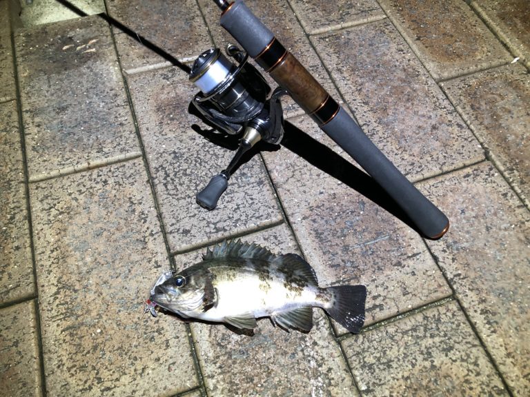 ダイワ「プレッソST 60UL-4」インプレ。エリアトラウトだけじゃなくアジングやメバリングにもOK！｜マイボ！